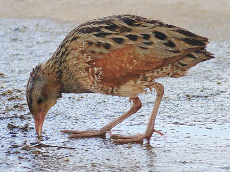 Corncrake | KuwaitBirds.org
